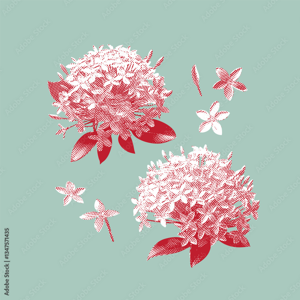 Ixora flower illustration, halftone vector line drawing on green ...