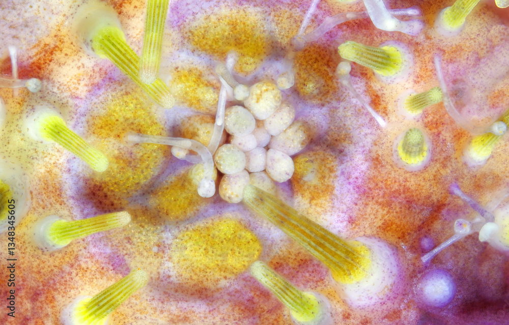 Periproct or anal orifice sea urchin strongylocentrotus pallidus under ...