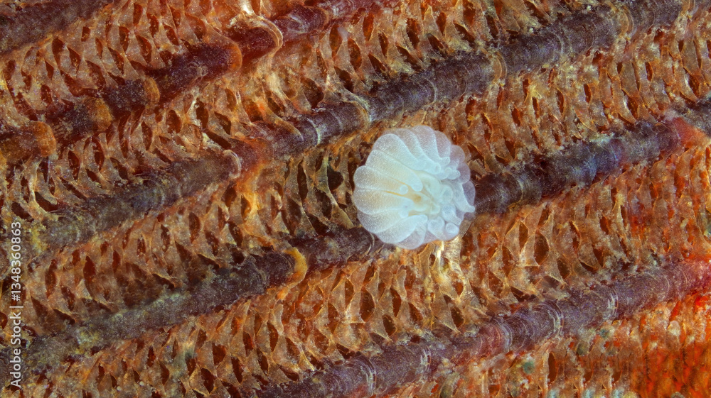 ภาพถ่าย Stock Sessile polyp scyphistoma under microscope, class ...