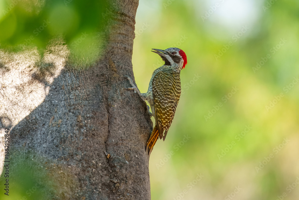 Bennett's woodpecker in Moremi game reserve Africa ; Specie Campethera ...