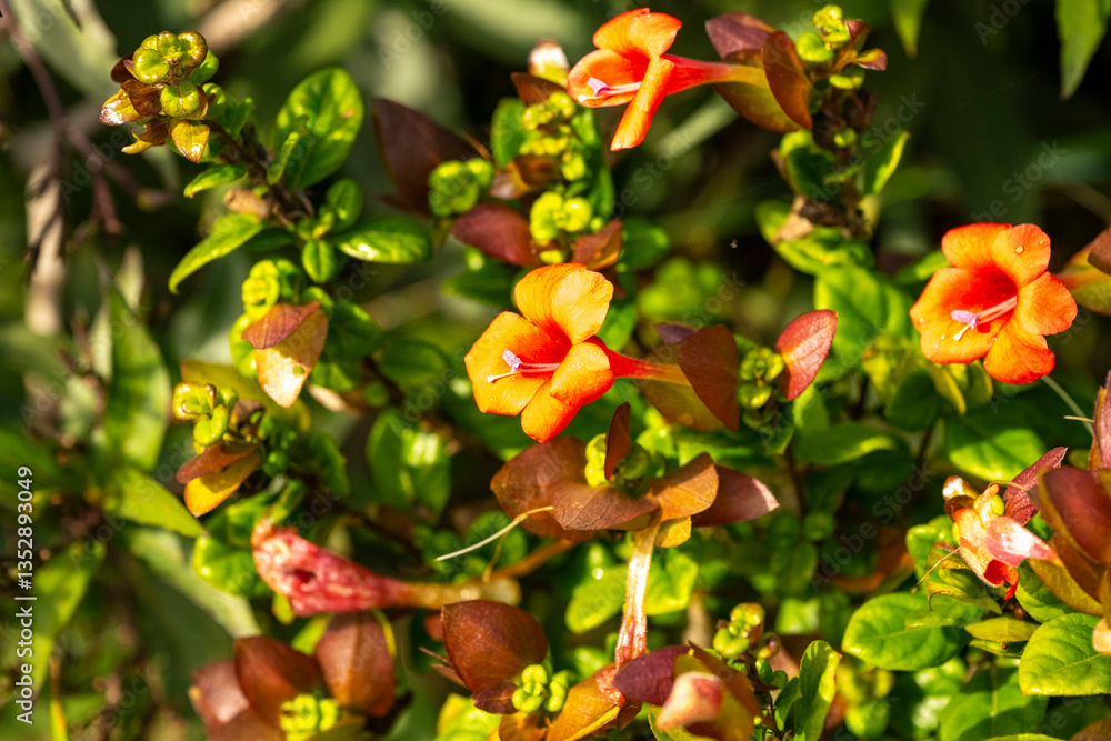 Barleria repens, the small bush violet, also known as the coral creeper ...