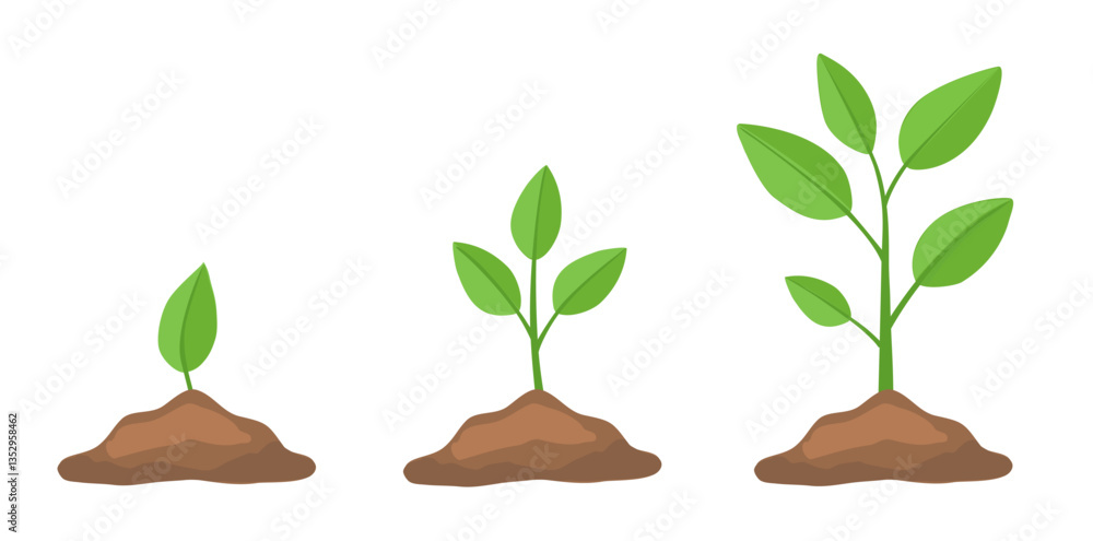 Plant growth stages from small sprout to big tree. Vector color ...