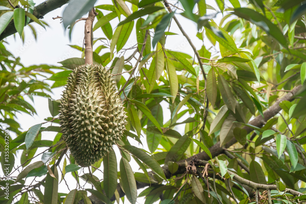 Stock-Foto „Durian growing on durian tree in Thailand. Durian is a ...