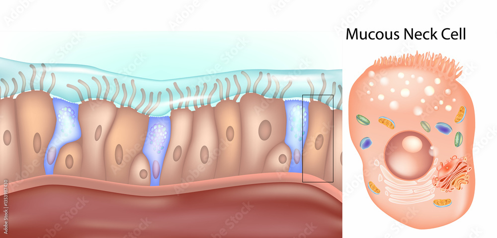 Mucous Neck Cell Structure Illustration. Human Stomach Epithelium Cells ...