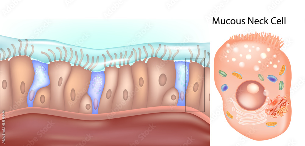 Image vectorielle Stock Mucous Neck Cell Structure Illustration. Human ...