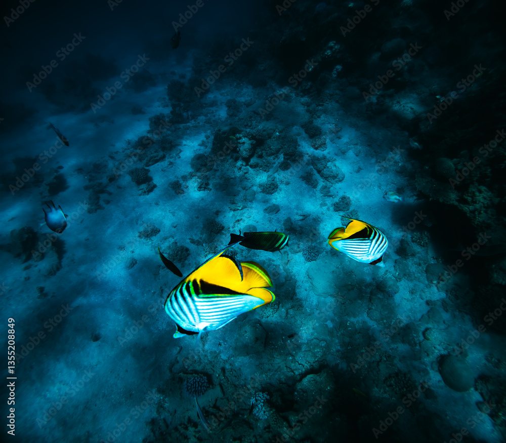 Tropical fish on the seabed of the Red Sea. Stock Photo | Adobe Stock