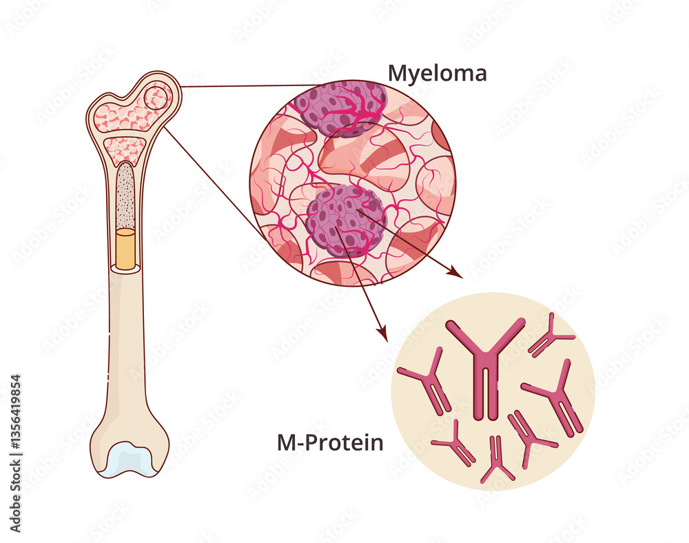 Bone Marrow anatomy vector illustration with red blood cells, white ...
