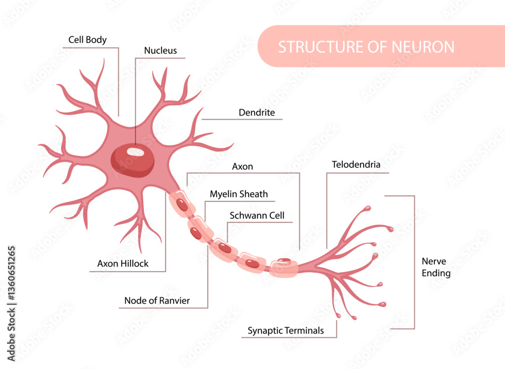 Structure of neuron diagram. Vector illustration Stock Vector | Adobe Stock