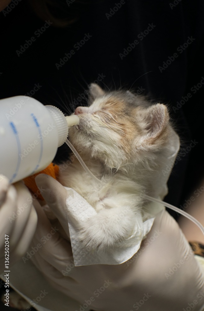Vertical. A veterinarian feeds a fragile, orphaned kitten with a ...