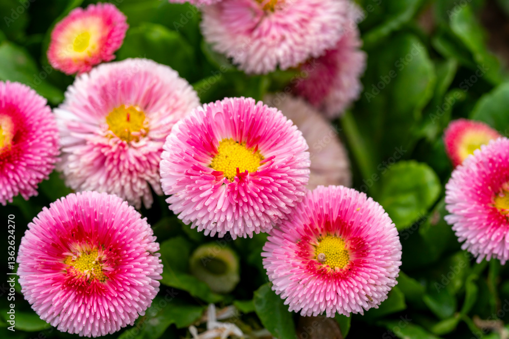 Foto de Stock Bellis perennis, the daisy, is a European species of the ...