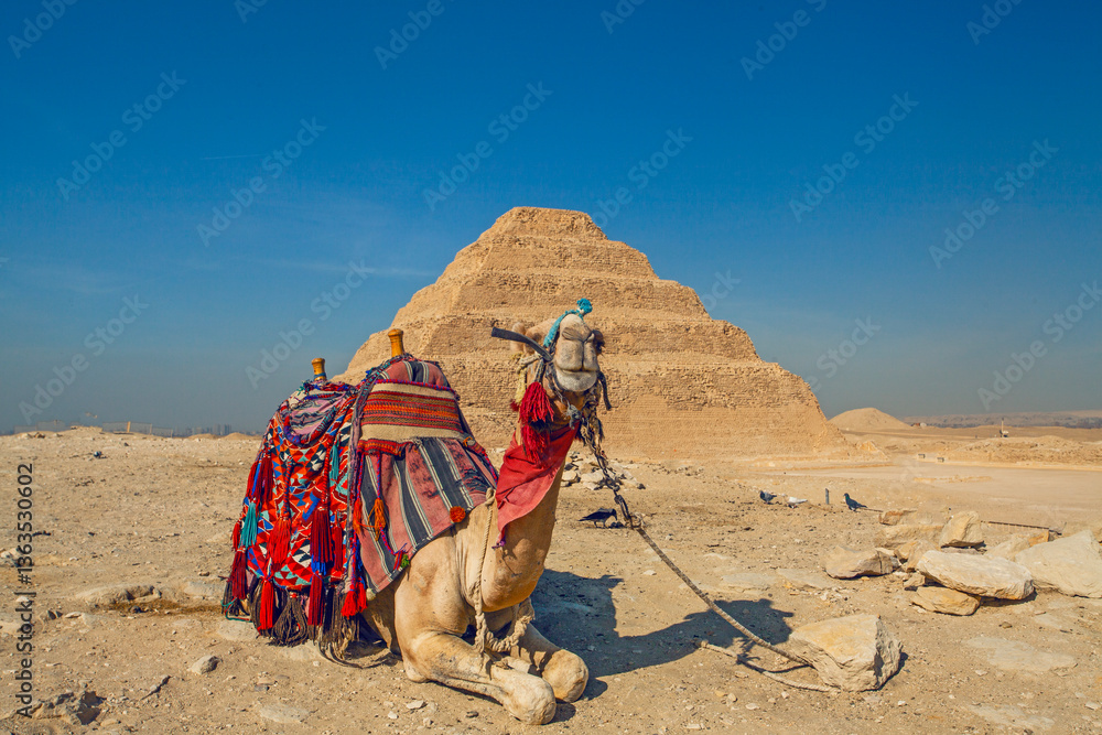 Camel having rest near the Great Step pyramid of Djoser, the oldest ...