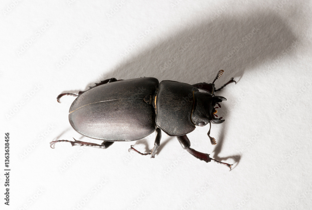 Lucanus cervus is the best-known species of stag beetle (family ...