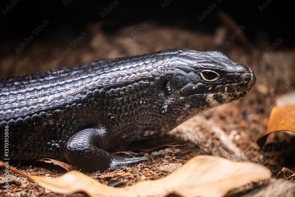 The land mullet (Bellatorias major) is one of the largest members of ...