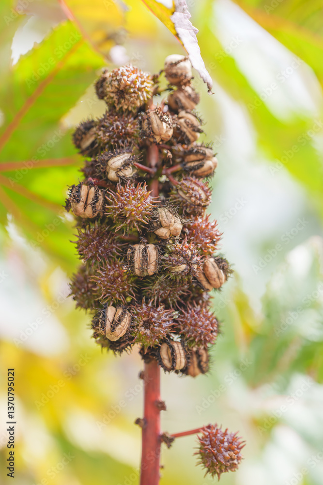 Mature castor bean plant with spiky seed pods and split capsules on a ...