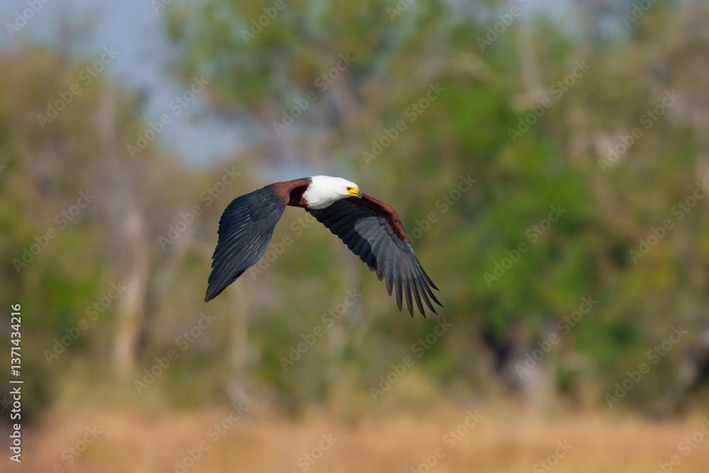 Flying African fish eagle (Icthyophaga vocifer) or the African sea ...