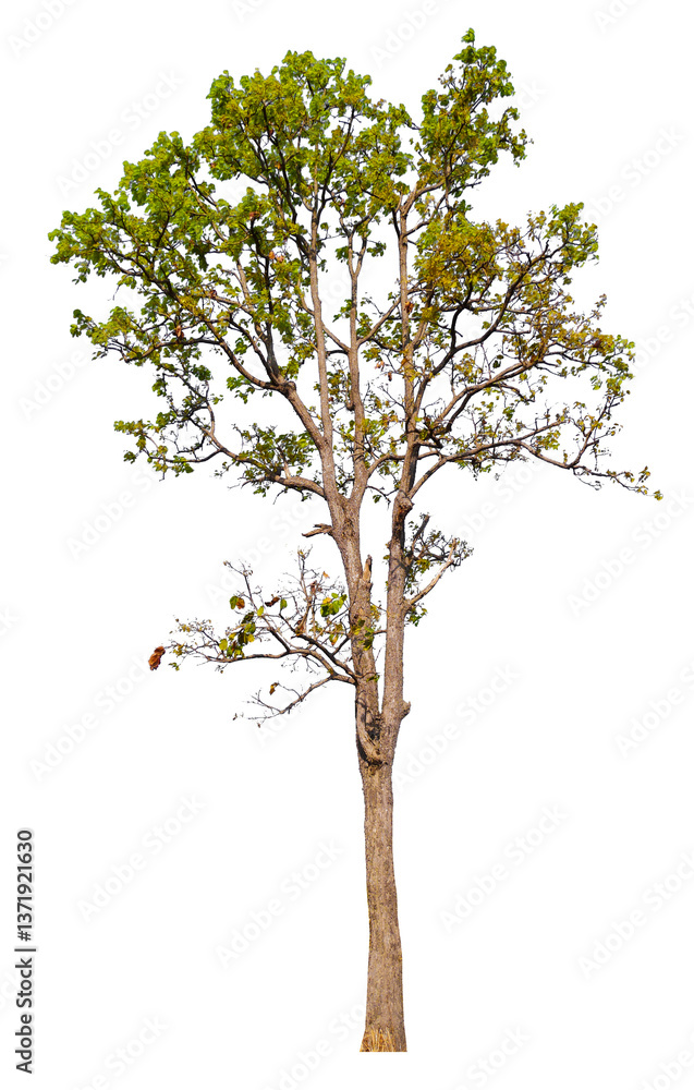 tree on transparent background PNG file removed original background ...