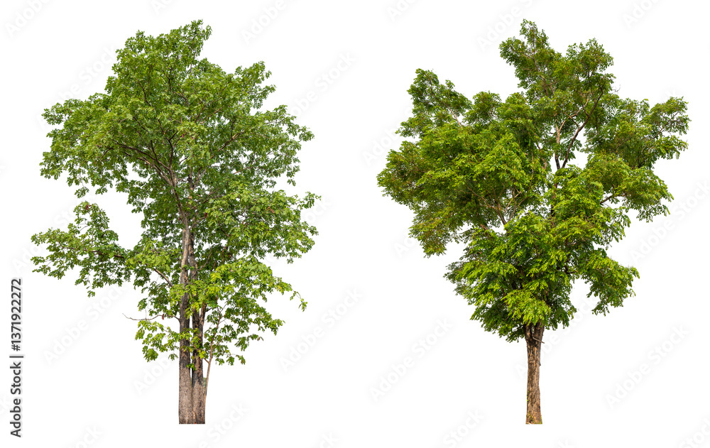 Collection tree PNG transparent background easy to drag and drop to ...