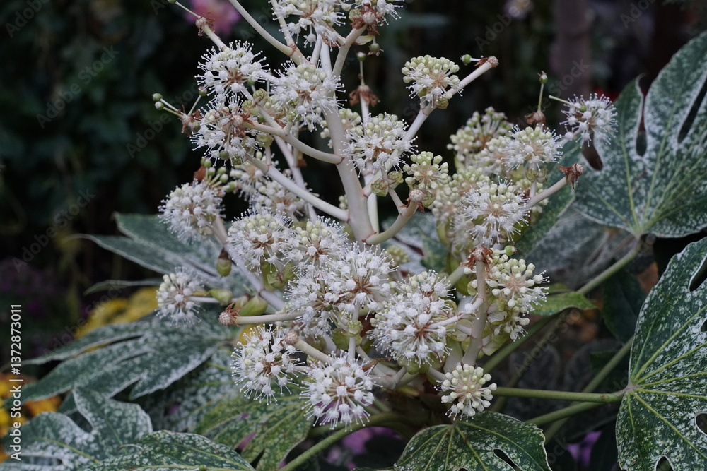 Fatsia japonica, commonly known as Japanese aralia, is an evergreen ...