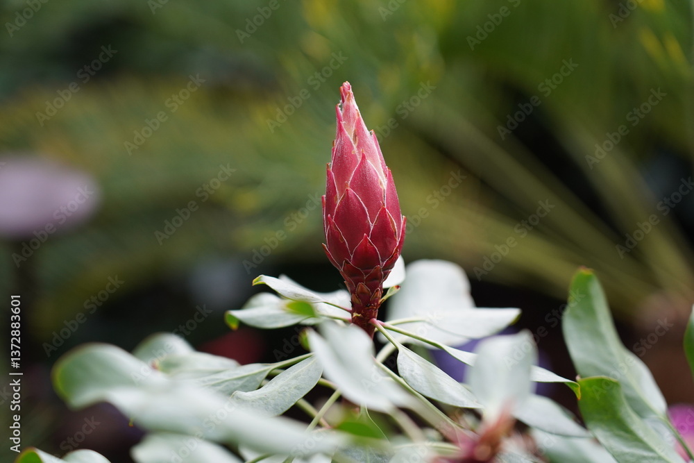 Protea cynaroides, also called the king protea (from Afrikaans ...