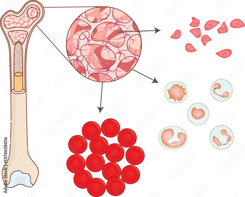 Bone Marrow anatomy vector illustration with red blood cells, white blood cells, and platelets ...