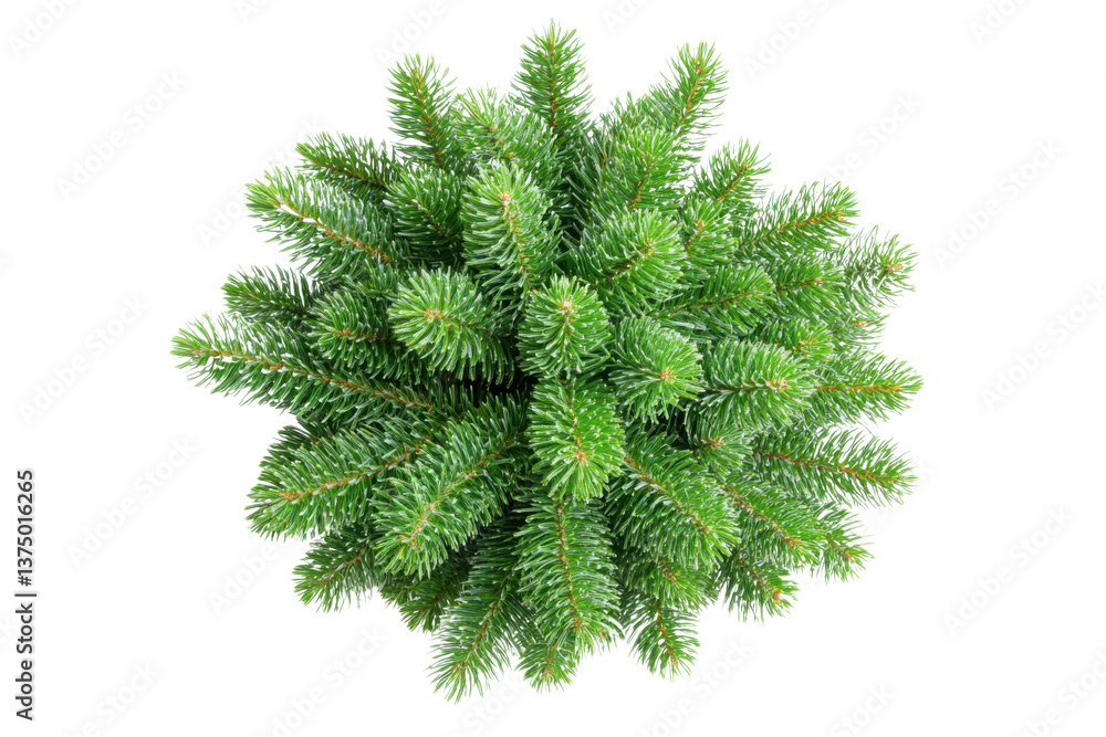 Overhead view of a dense green fir tree branch cluster against a ...