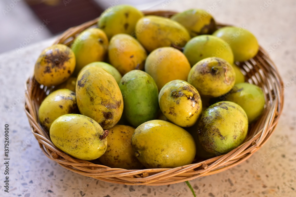 Mango, Scientific name Mangifera caloneura Kurz, Ripe Mango tree ...