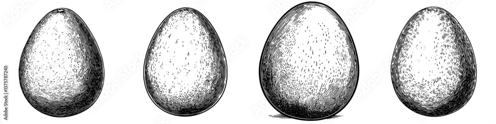 Four stages of egg development illustrated with detailed sketches ...