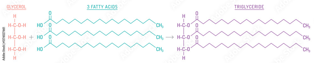 Triglycerides formation. Editable stroke diagram. Vector illustration ...