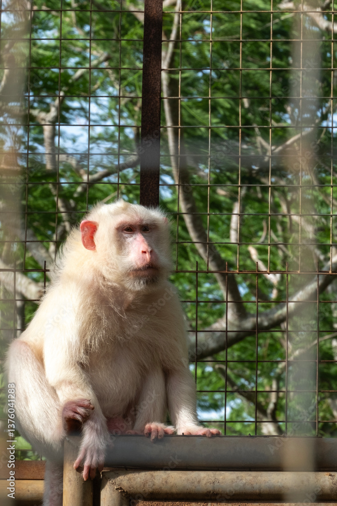 Macaca sp. One type of monkey in Indonesia. Albino white monkey that is ...