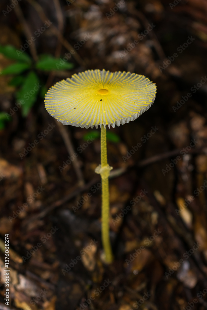 Fragile Dapperling (Leucocoprinus fragilissimus) mushroom - Sao ...