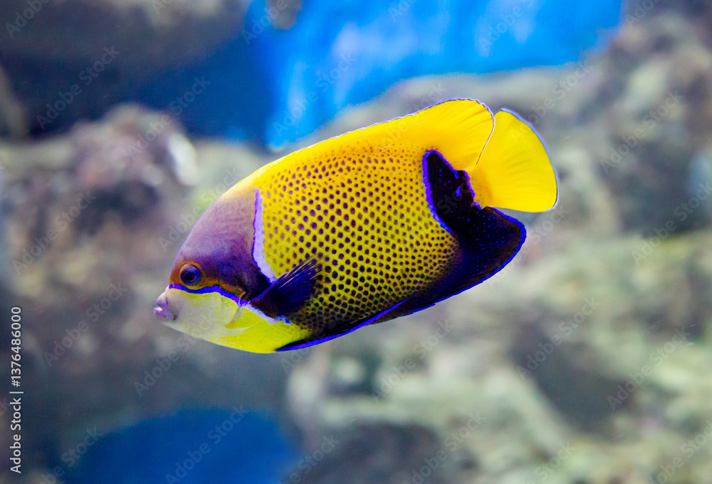 Navarre's neon angel fish (Latin Euxiphipops navarchus) is yellow ...