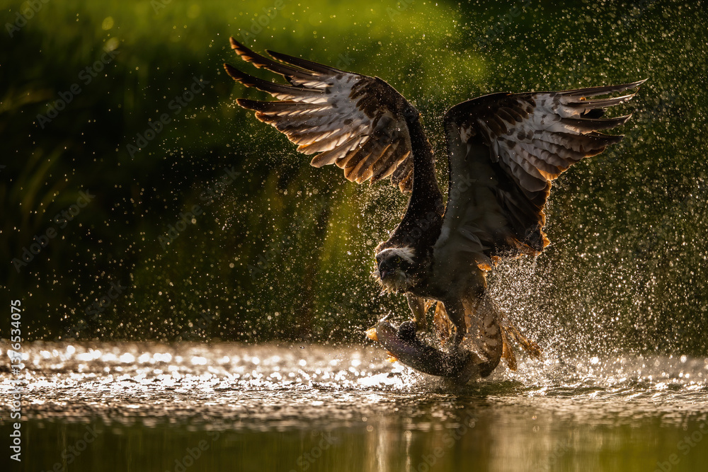 Osprey (Pandion haliaetus). Pandionidae lifting soaked prey from still ...