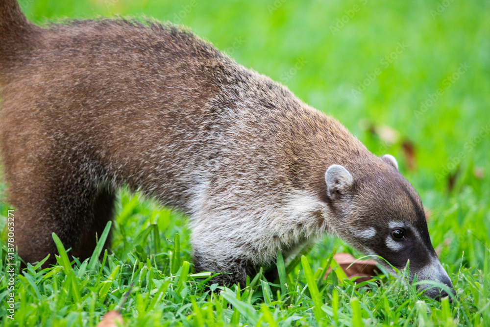 coatí, en México en la rivera maya tumbado y comiendo en el césped ...