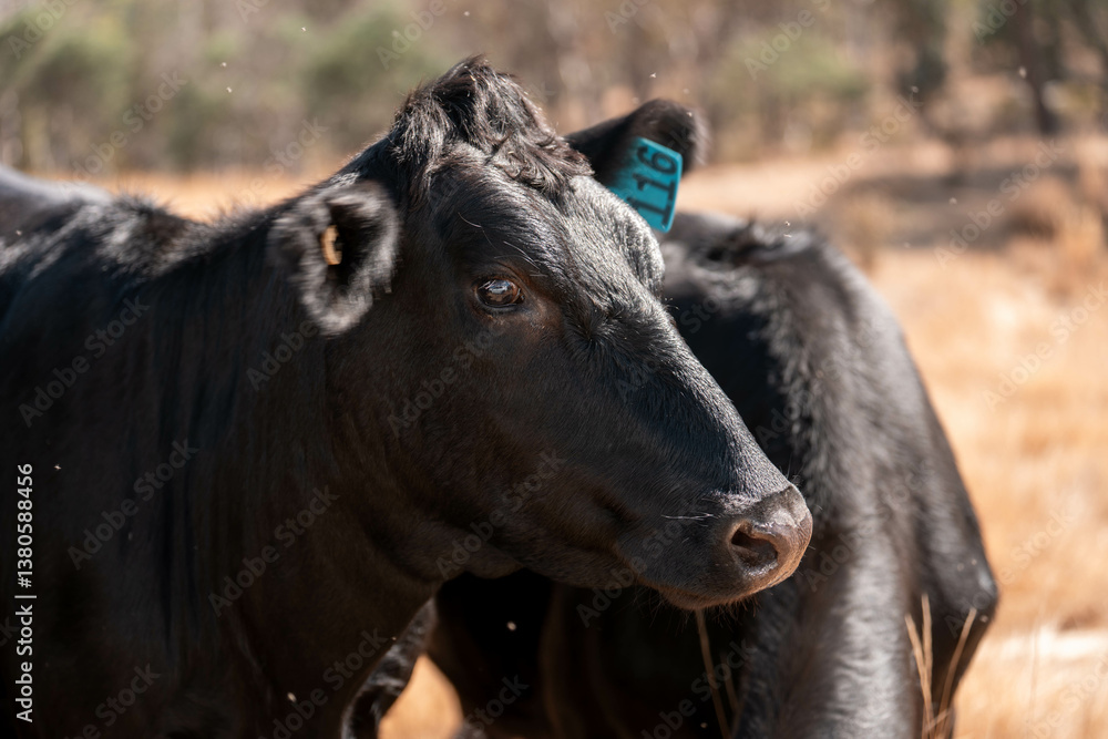growing beef cows and cattle grazing on sustainable managed grasses on ...