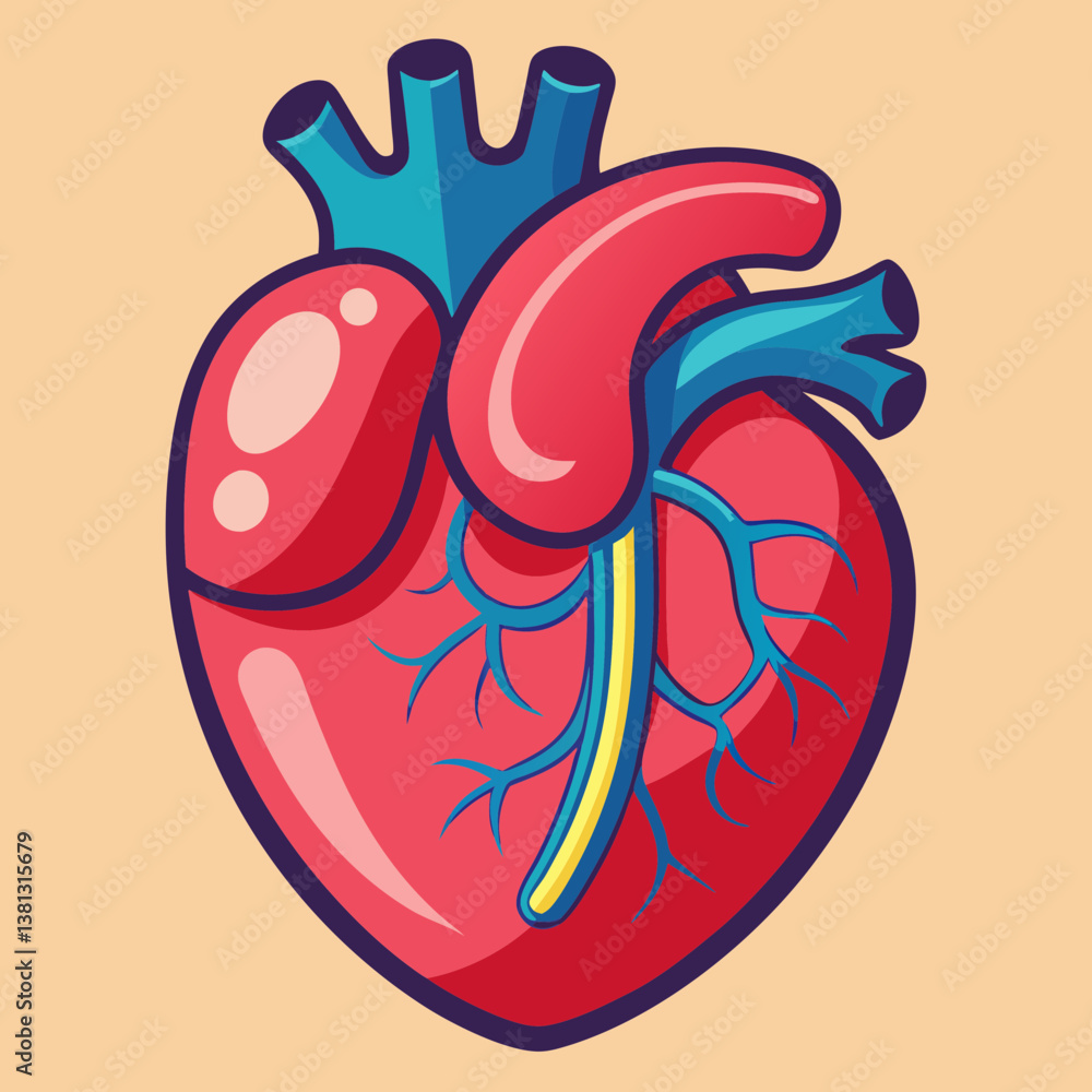 heart, organ, cardiology, cardiac, surgery, cardiologist, anatomy ...