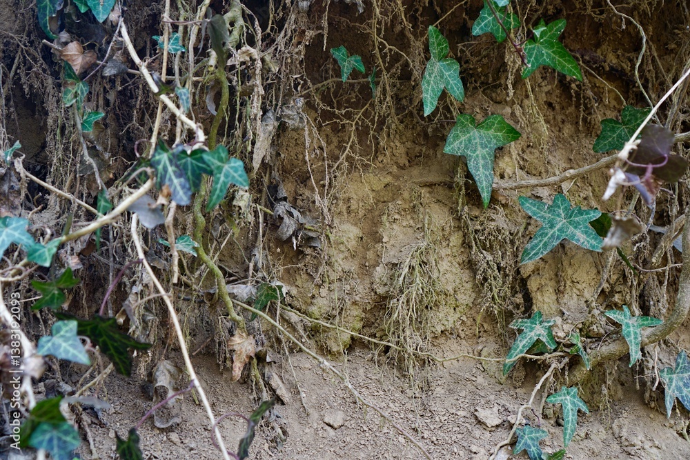 Exposed plant roots gripping a steep eroded slope covered with ivy ...