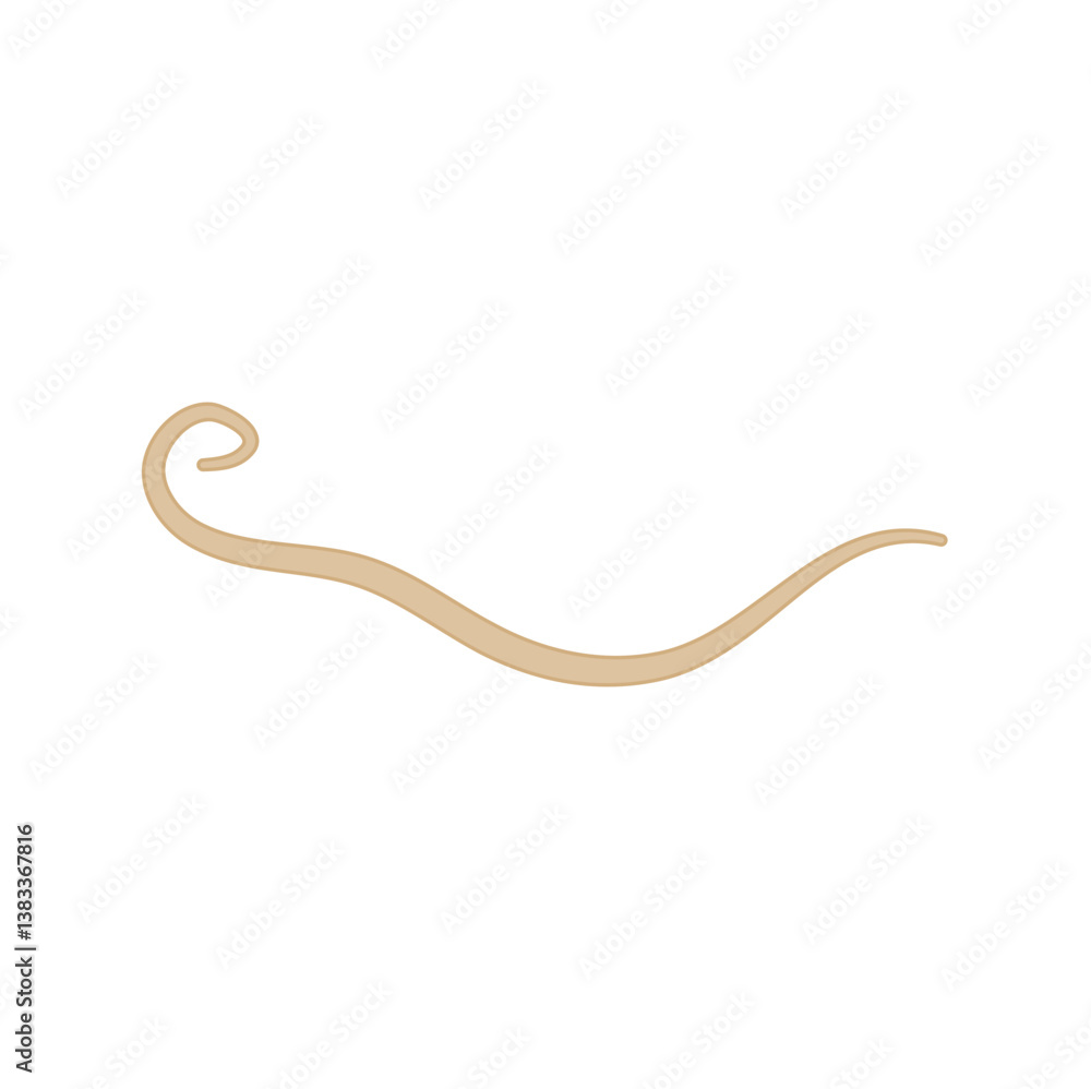 Ascaris Lumbricoides Human Worm Parasite Stock Vector | Adobe Stock