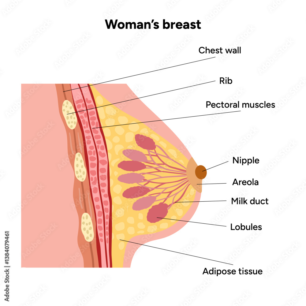 Women’s breast anatomy. Medical female diagram. Chest wall, rib, nipple areola and milk dust ...