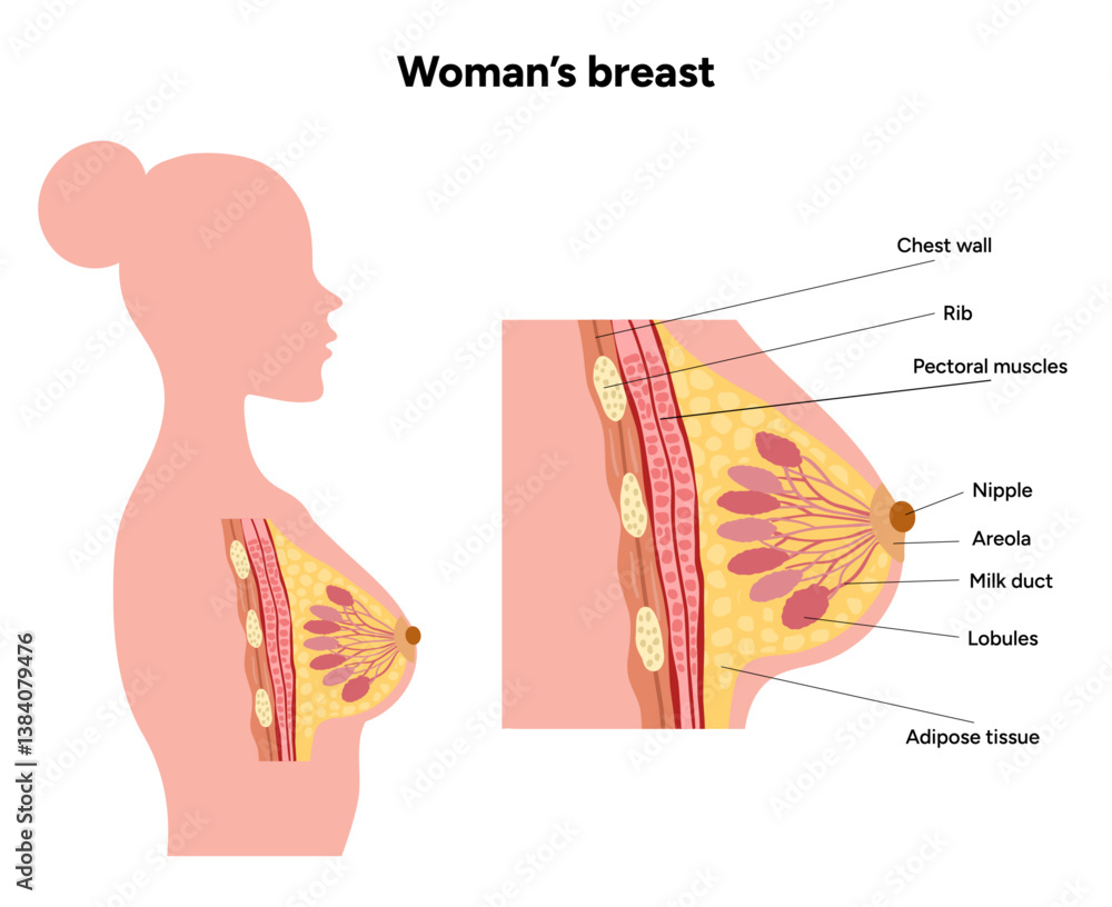Women’s breast anatomy. Medical female diagram. Chest wall, rib, nipple areola and milk dust ...