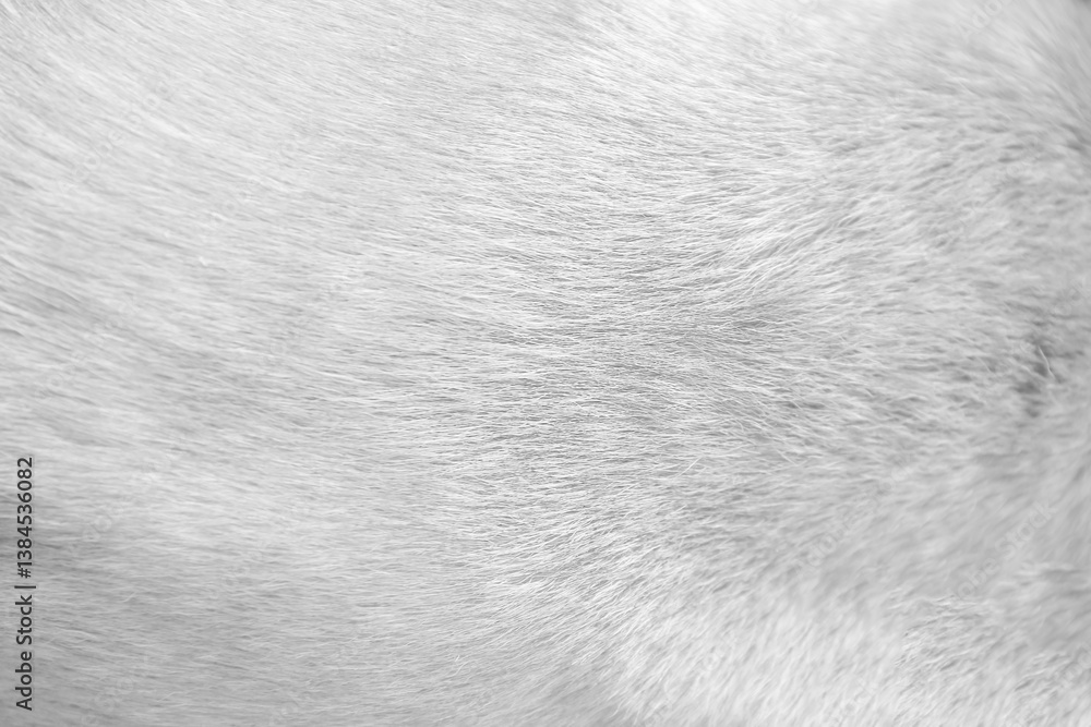 Dog fur white texture soft smooth light background Stock Photo | Adobe ...