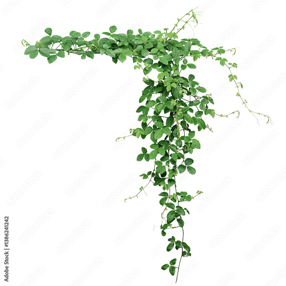 Bush grape or three-leaved wild vine cayratia (Cayratia trifolia) liana ...