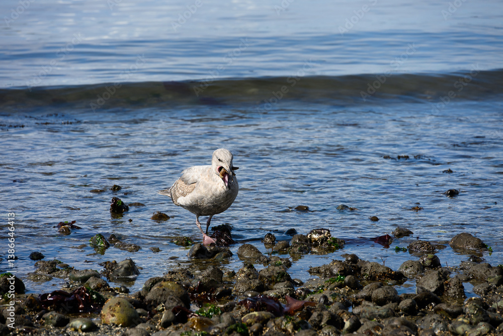 Foto de Stock Gull with small sea star in it’s mouth trying to swallow ...