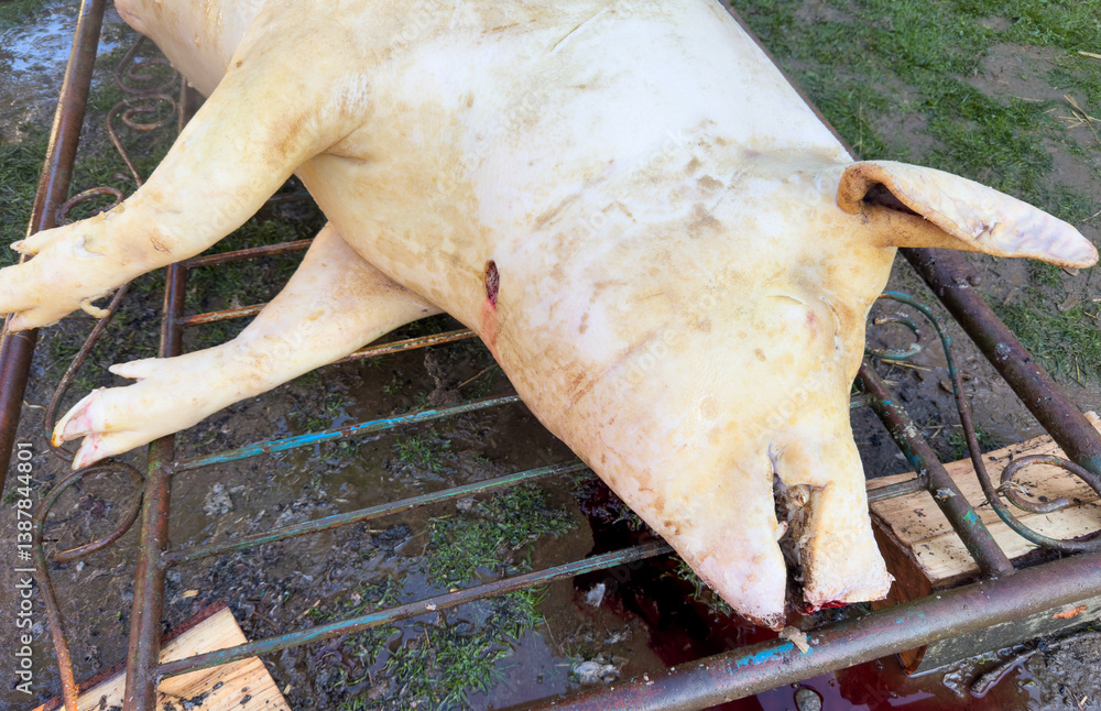 Slaughtered pig lying on a metal frame with blood on the ground, part ...