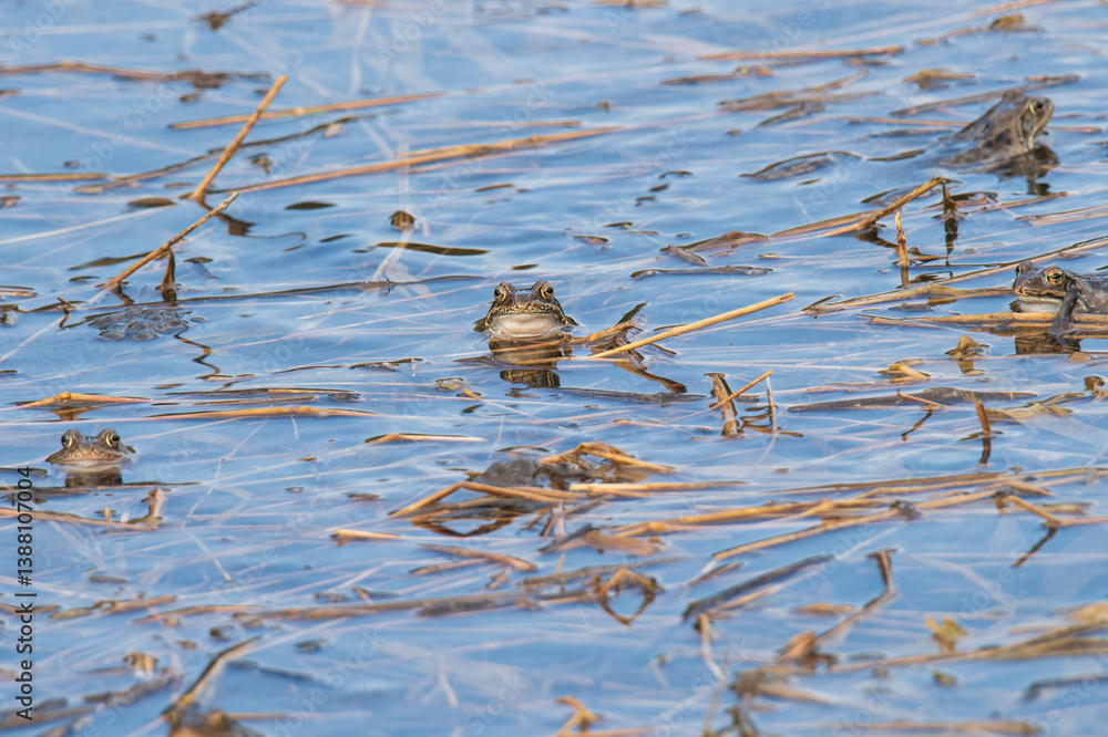 Water surface with floating vegetation and tadpoles in a wetland ...