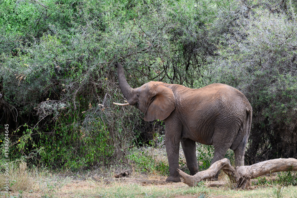 African Elephant reaching up with its trunk to feed from a tree Stock ...