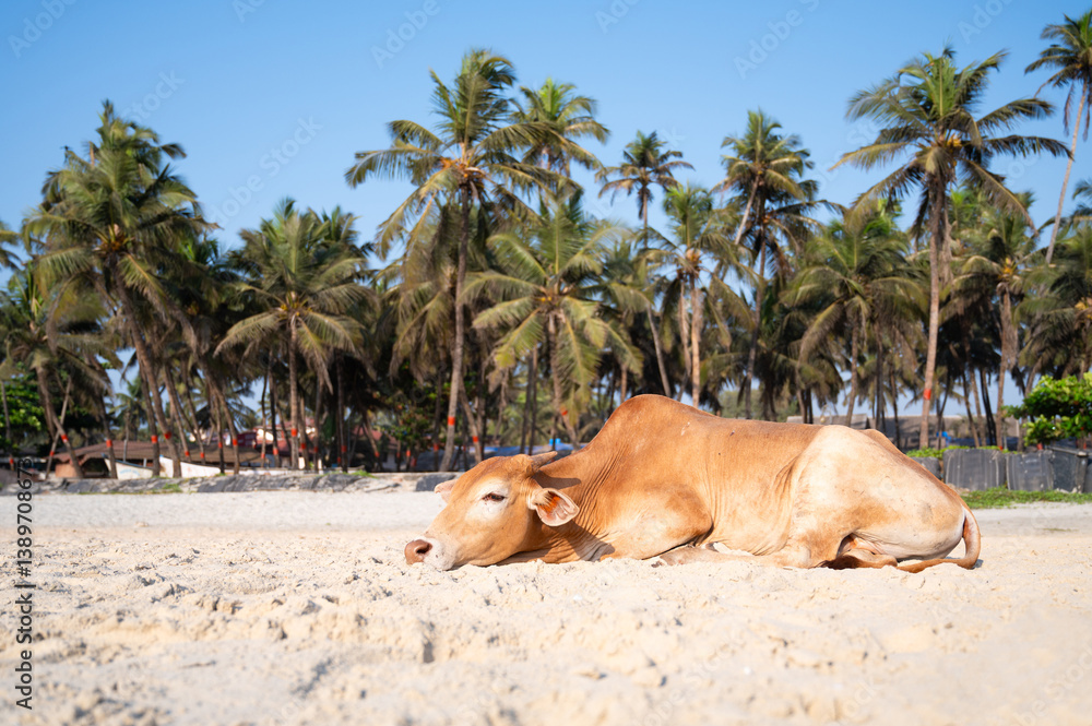 Sacred cow lying on the Colva beach in Goa, South India, palm trees on ...