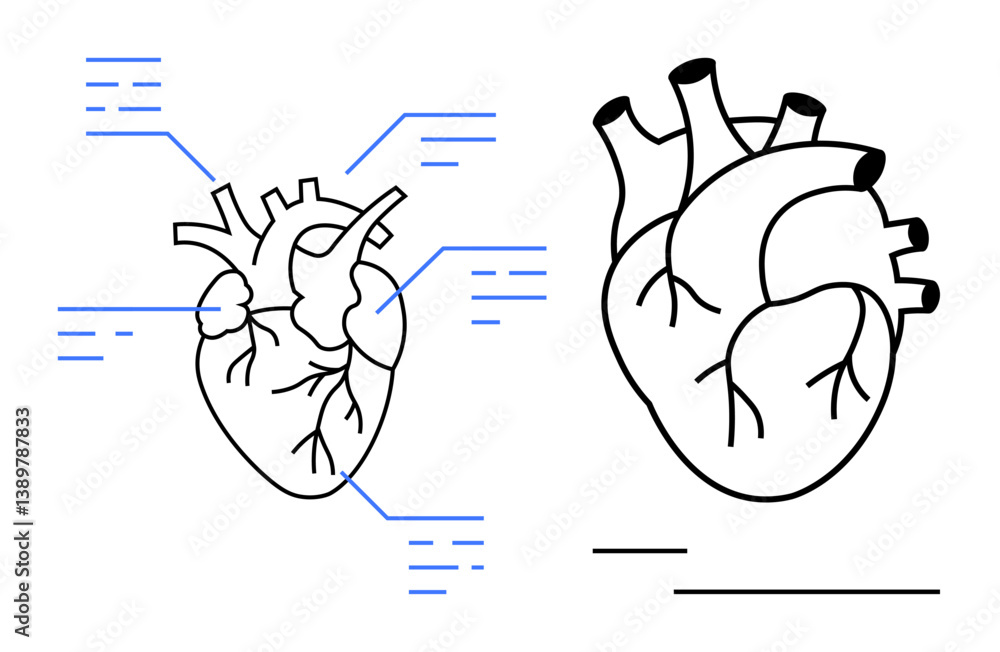 Human heart diagram with anatomical labels and vascular system ...