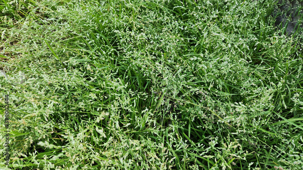 Стоковое фото «Annual meadow grass (Poa annua) is a versatile spring ...