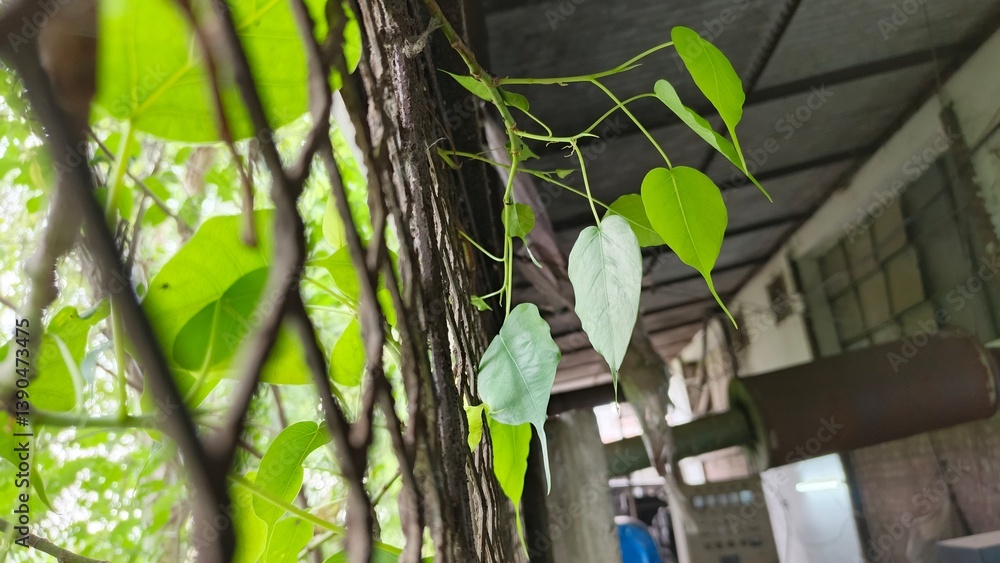 Paper mulberry tree produces edible fruits, providing nourishment to ...