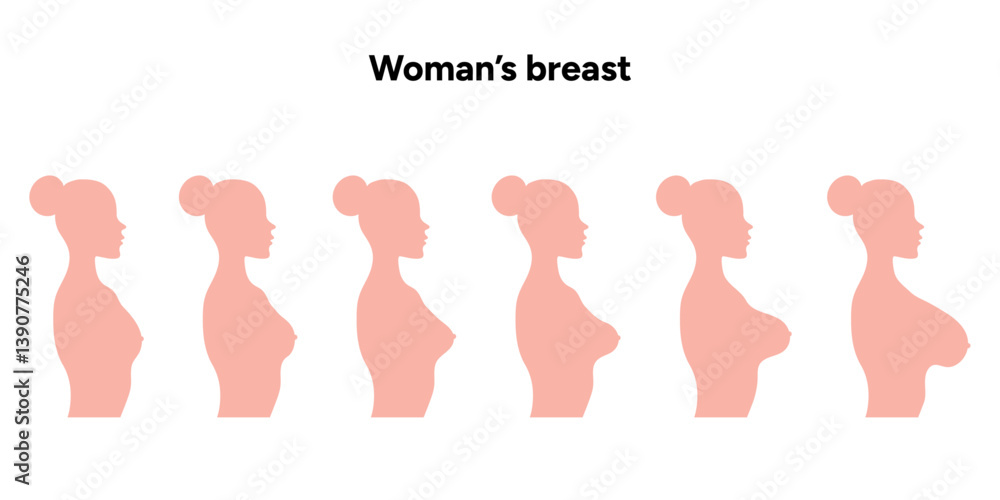 Women s Breast Anatomy Medical Female Diagram Size Form Shapes And Women s Breast Anatomy Medical Female Diagram Size Form Shapes And